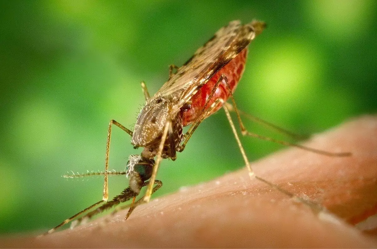 Sina ferklearre in lân frij fan Malaria