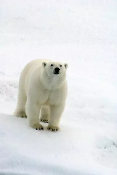 Nandinika ny orsa polar i WWF tao amin'ny Arctic