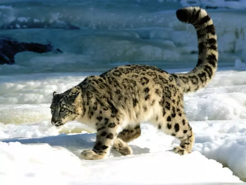 Los turistas en Altai podrán instalar galletas de fotos en los leopardos de nieve.