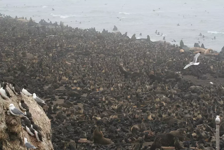 Vândalos destruíram a estação para observar citações marinhas