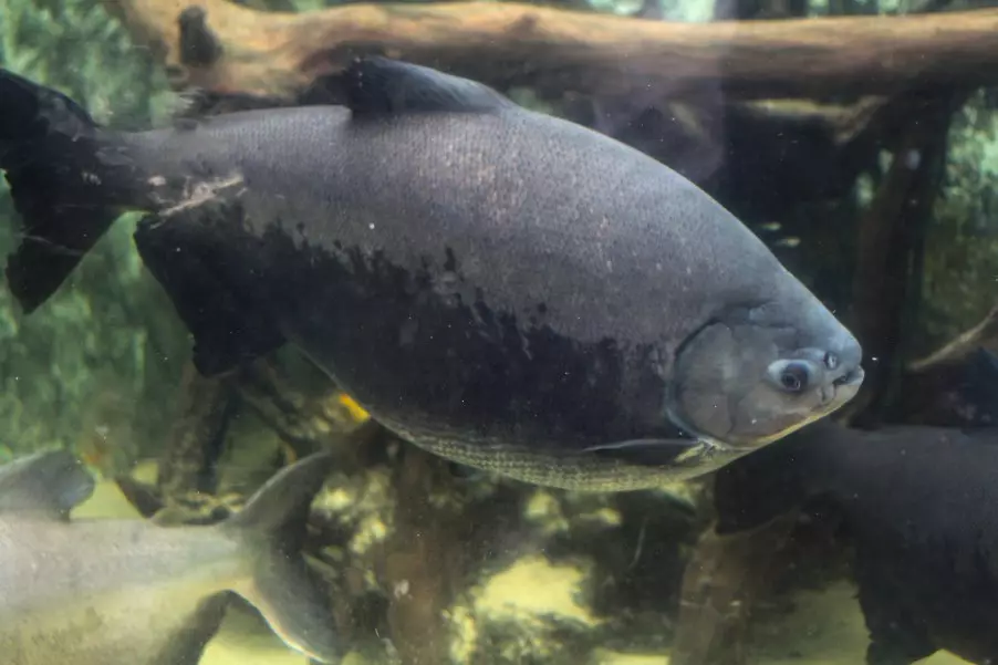 Piranhas yatangiye mu bigega wa Burusiya