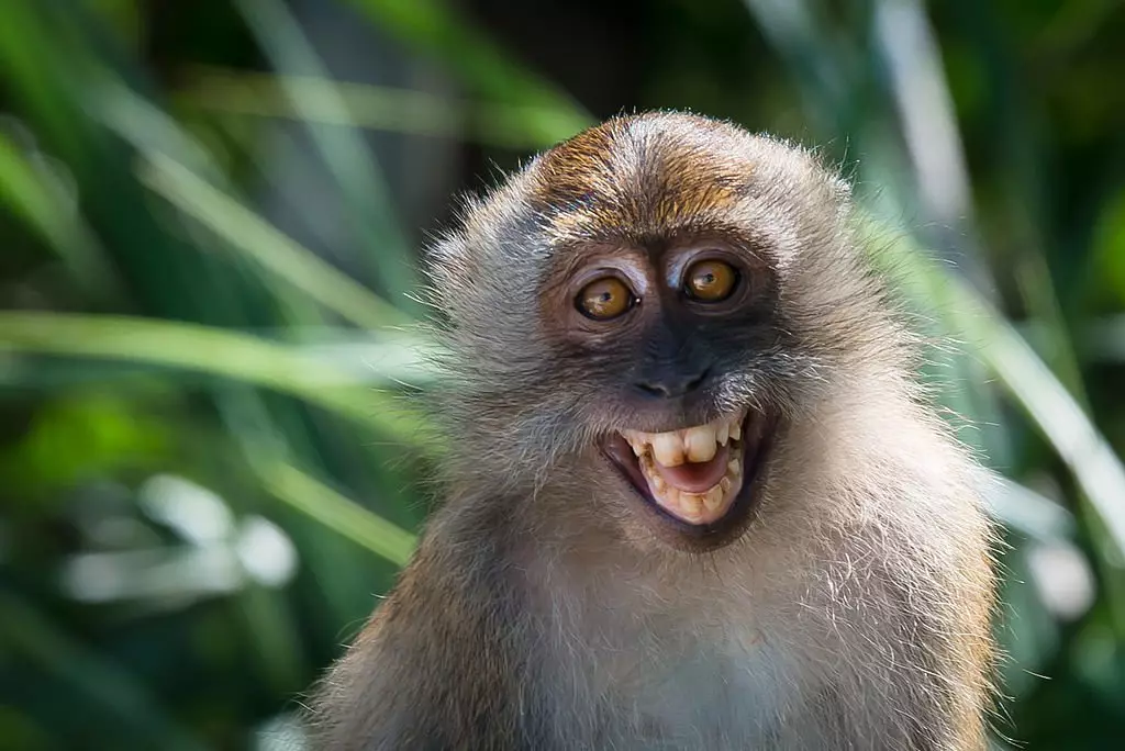 In die VSA, vir die eerste keer in twee dekades, is 'n dekade ontdek deur ape