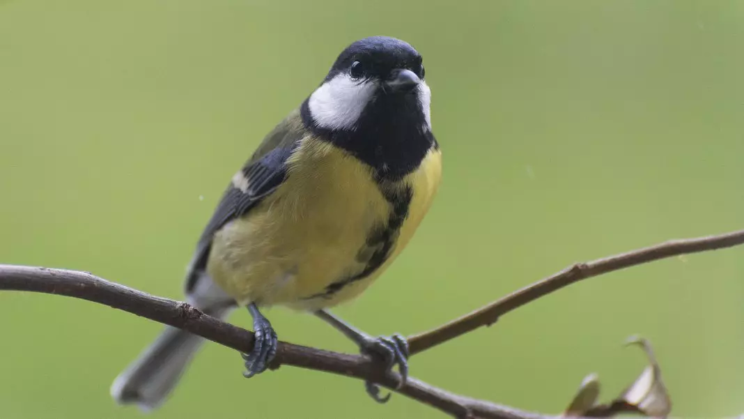 À Tyumen, les oiseaux sont inexplicables