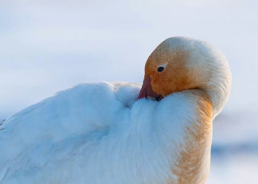 ການເດີນທາງກັບ Geese ສີຂາວ