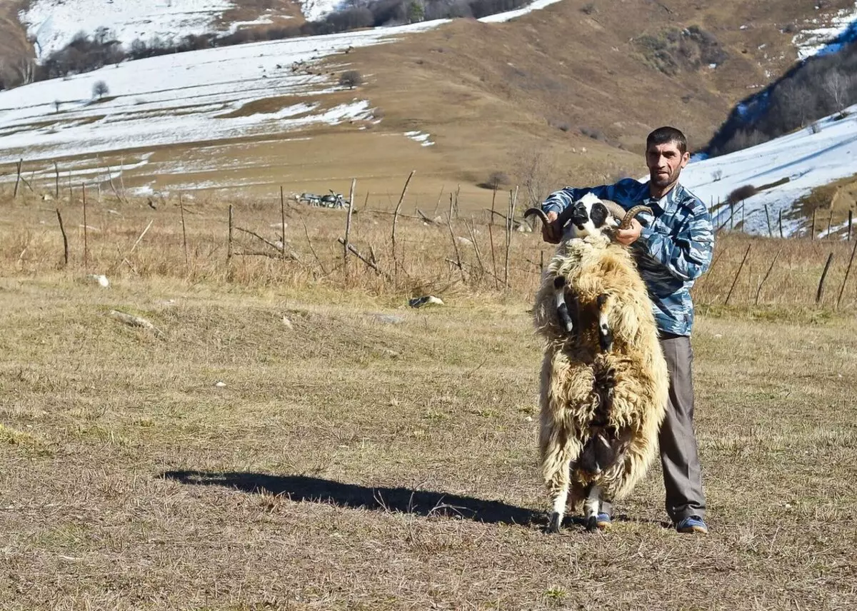 Ingushetia: Paŝtisto dividas