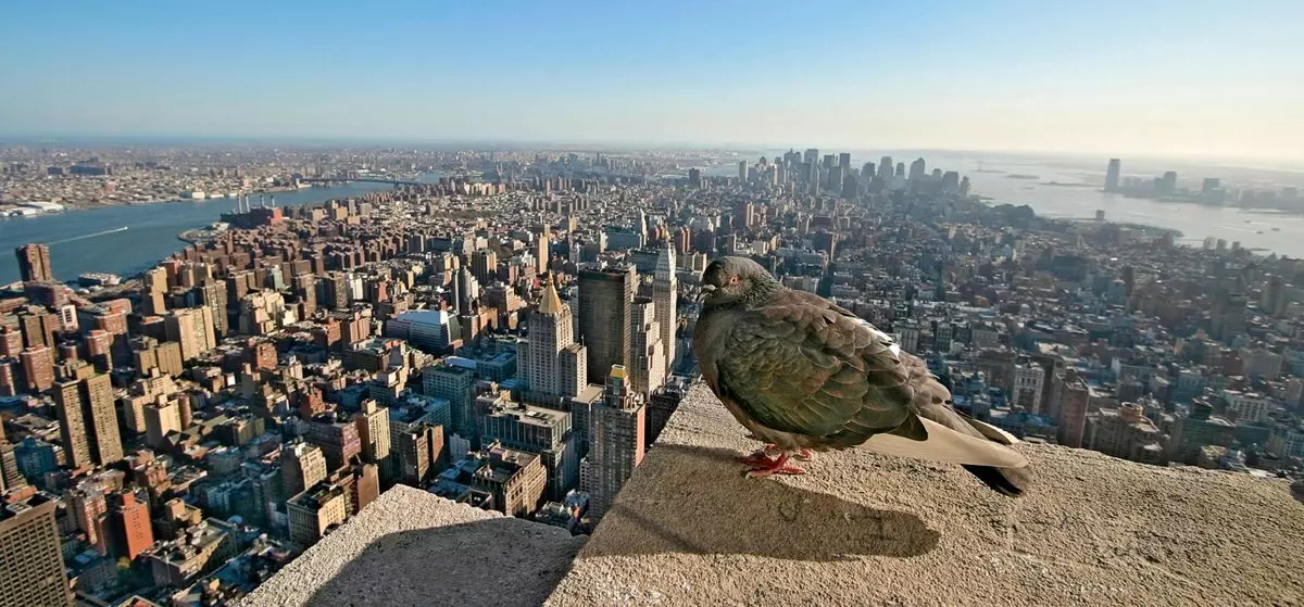 New York satte en oversigt over turist tilstedeværelse