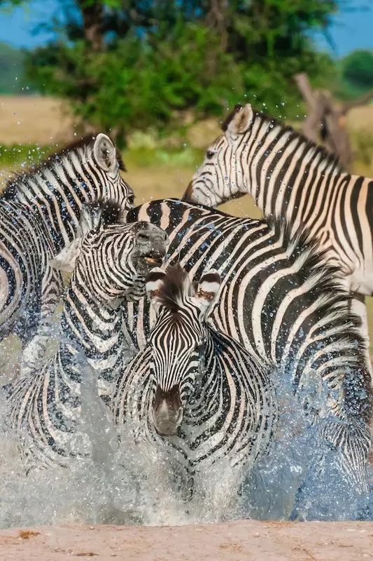 Delta Okavango. About the wonderful water world