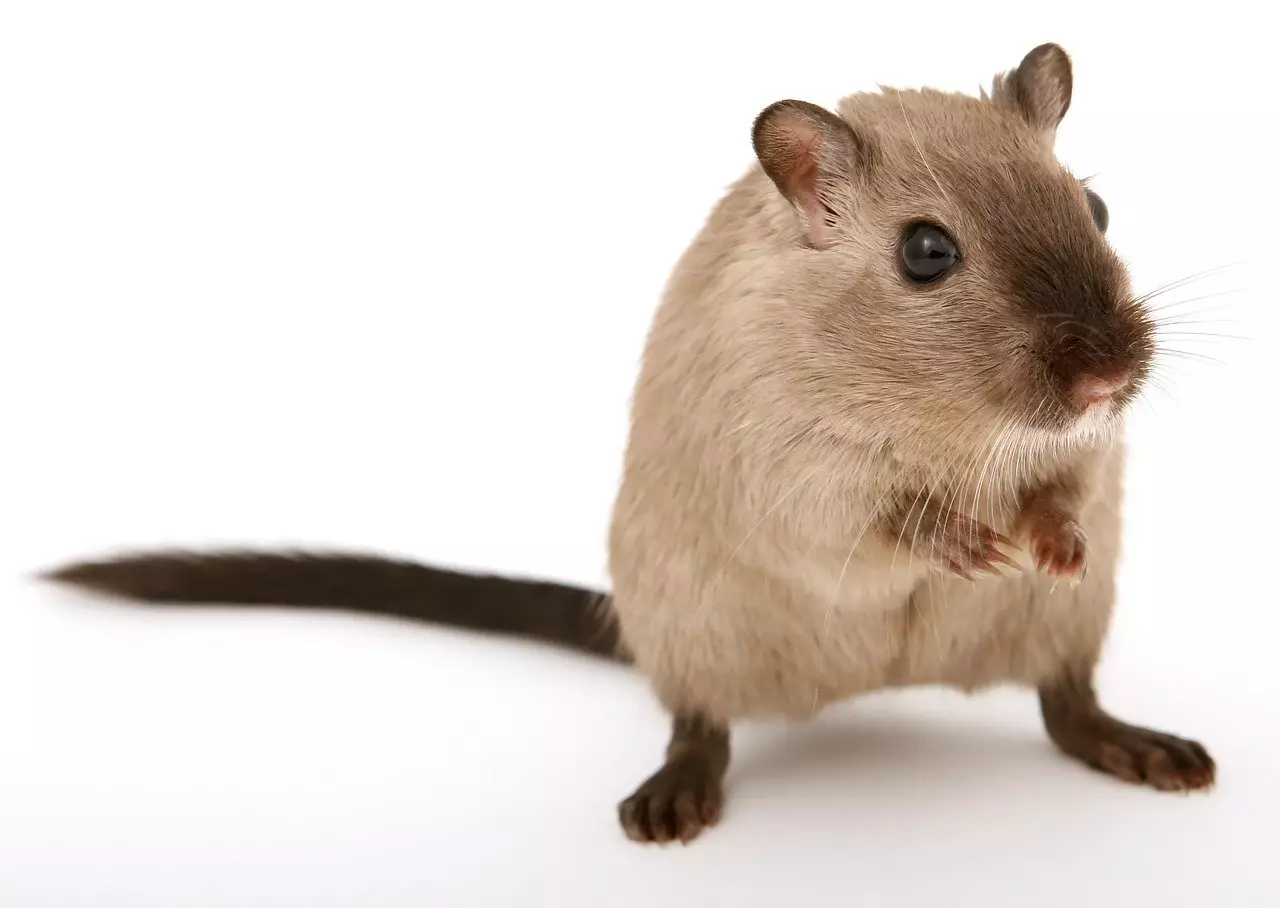 El ratón detuvo el avión durante dos días.