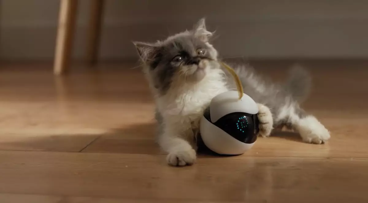 Kínában létrehozott egy robotot a játékhoz macskákkal: videó