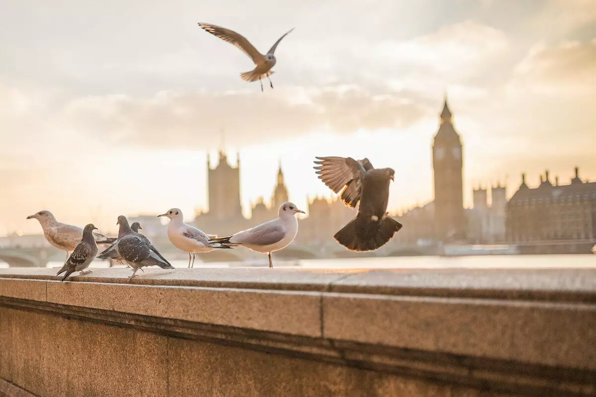 Big Ben нь засварын талаар хаагддаг