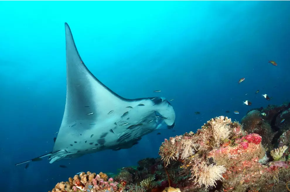 Atoll BAA: De sjarme fan 'e Maldiven