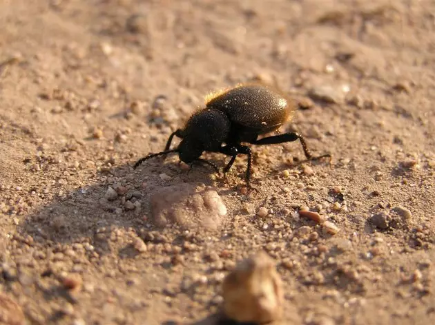 Eleodes_osculens_bolsa_chica_er.jpg.