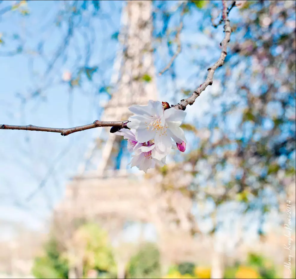 Paris. Alexey Kruglov