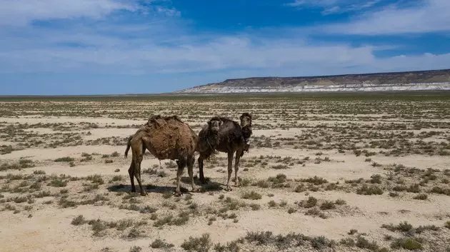 Plateau ustyy, kazakhstan. Fọto: Andrei Kameenev