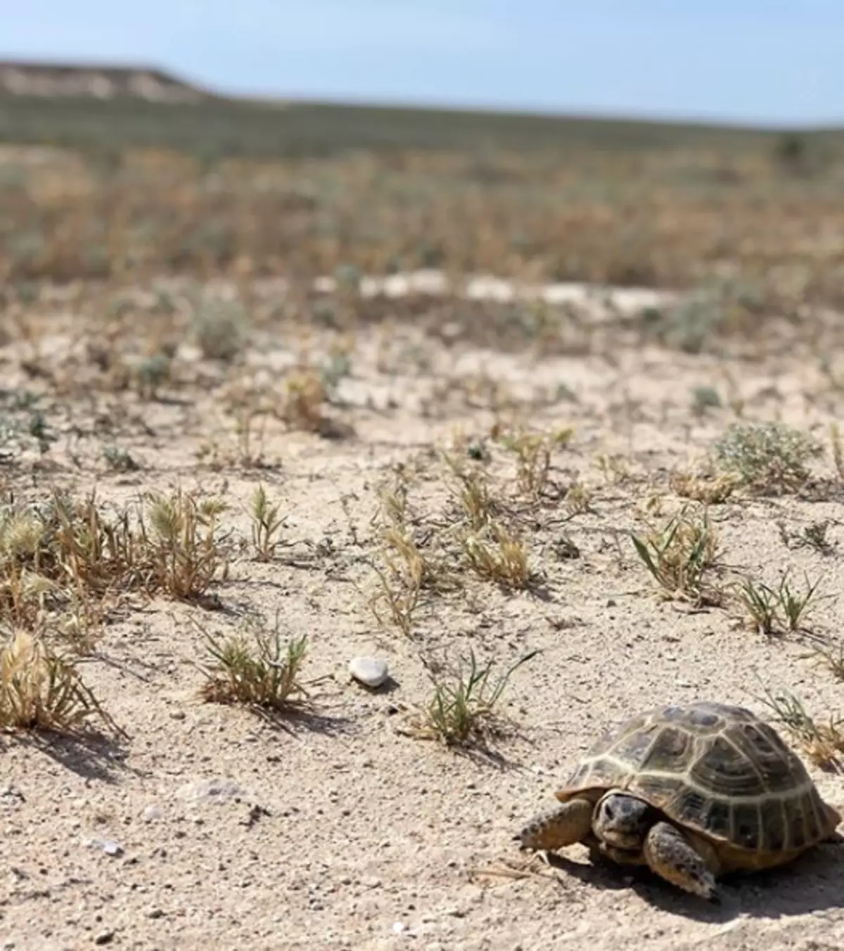 Turtle. Plateau Ustyurt, Kasakstan. Photo: Ivan Vasin