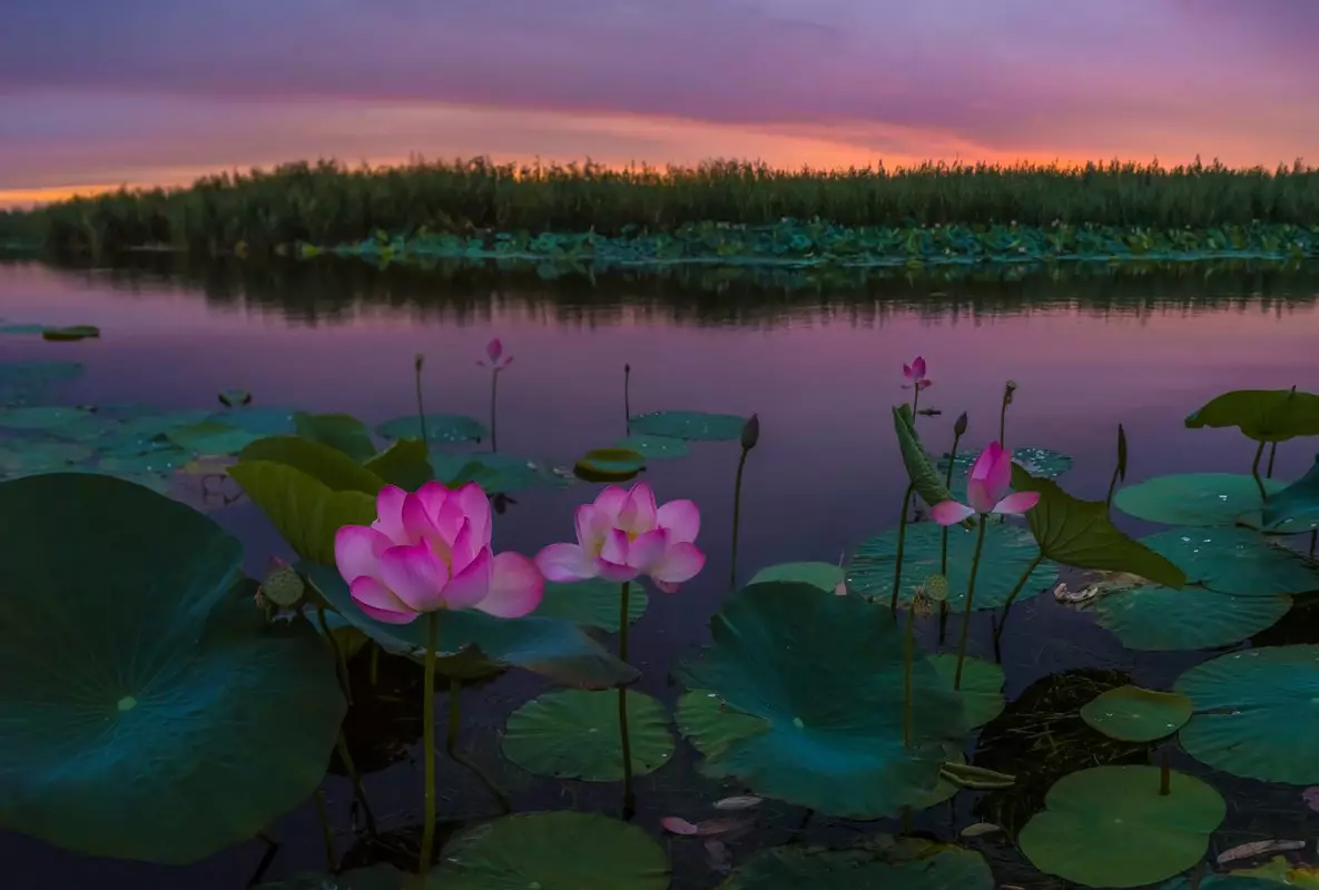 Lotus, Fëscherei, Kremlin an aner Grënn fir Astrakhan ze besichen