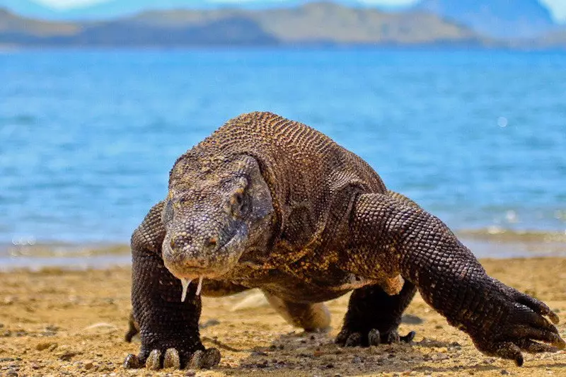 Visita per l'isola di Komodo per i turisti avrà un costo di $ 1000. In precedenza, hanno voluto mettere al bando