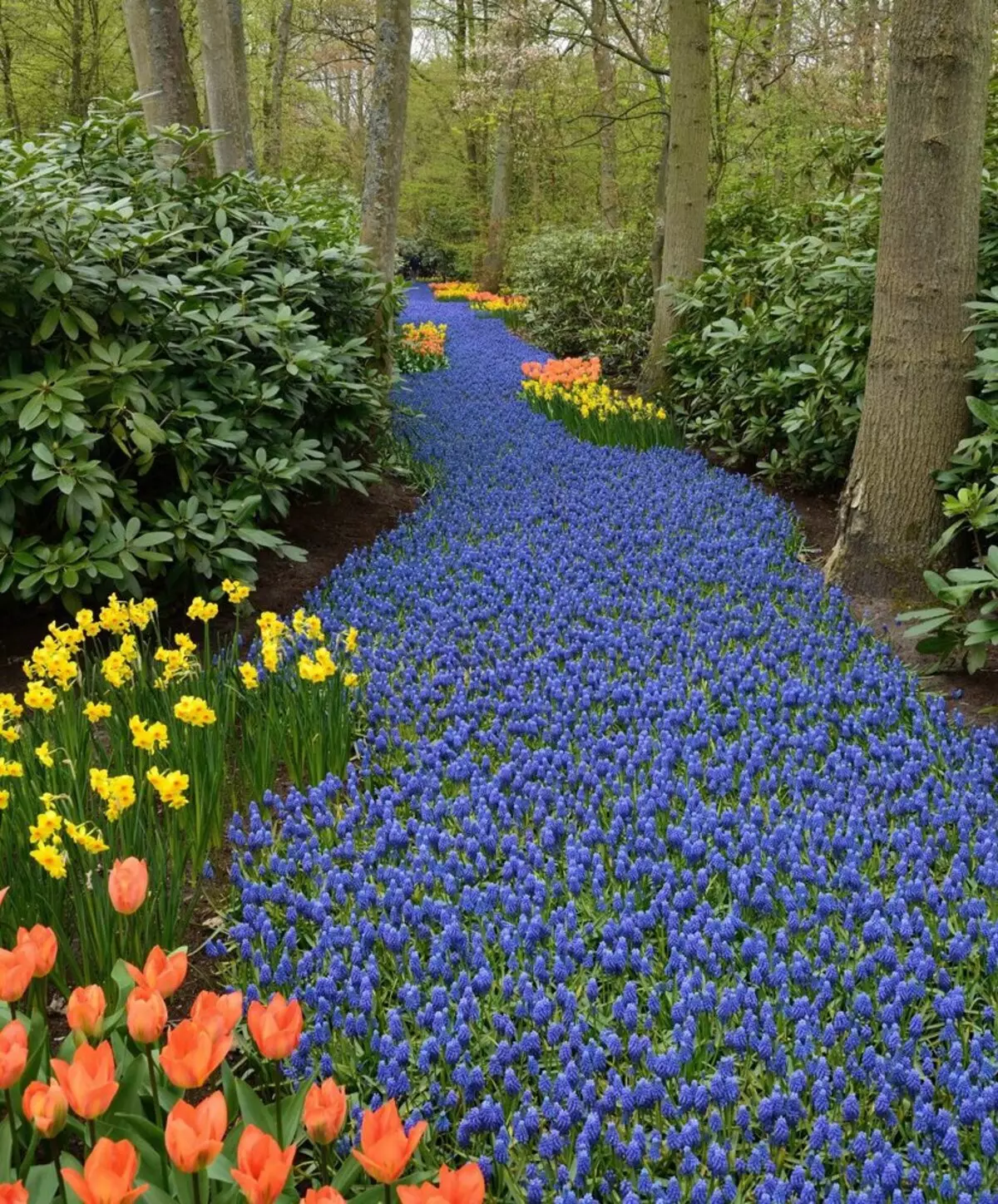 Holandë, Holandë, lule. Royal Park Kökechenhof. Ekaterina berezovskaya