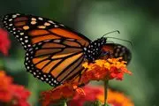 Butterfly Monarch.