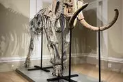 Skelett mammut