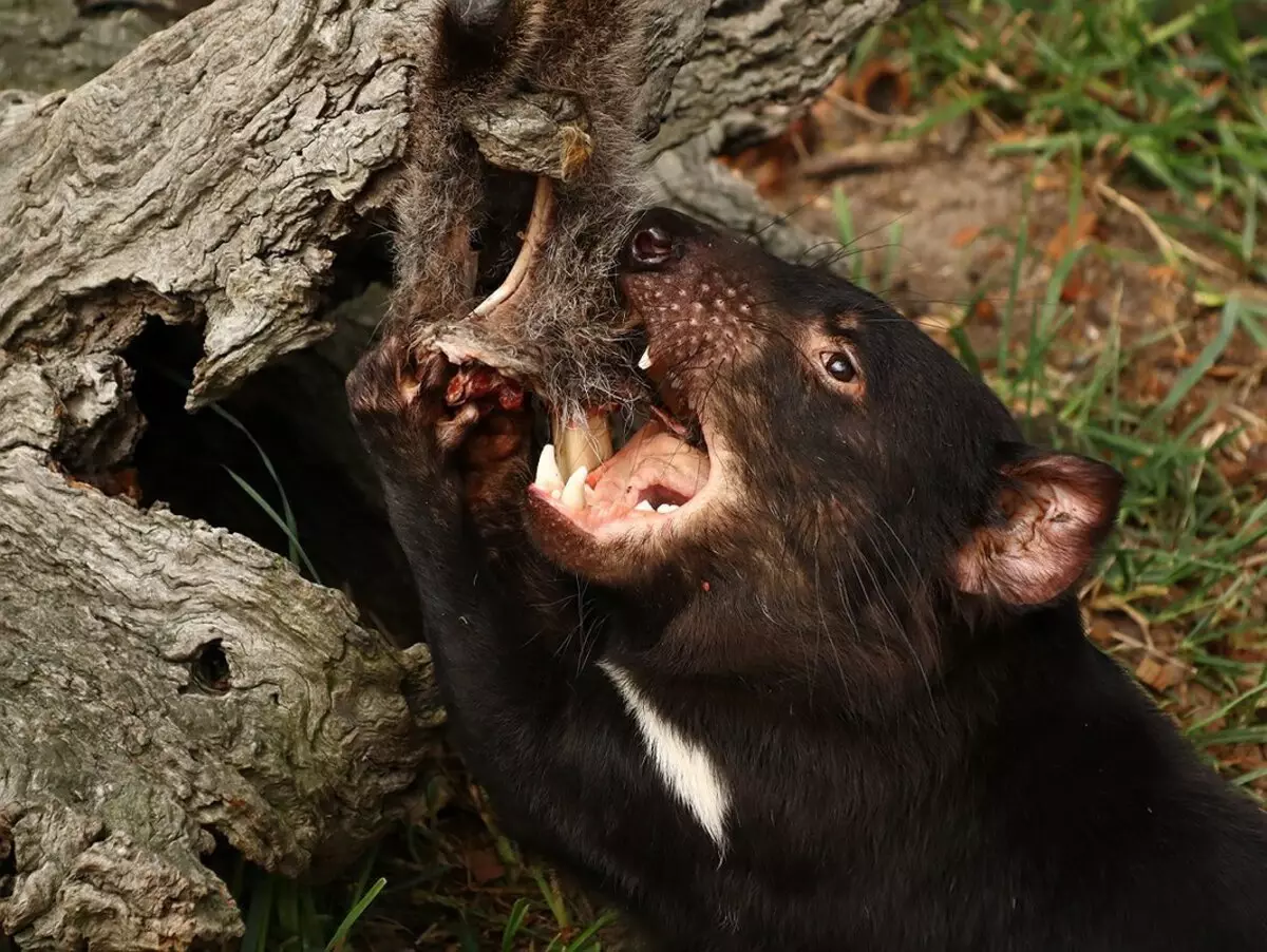 Tulo nga mga hinungdan sa pagbisita sa Tasmania. Mga Impresyon sa Chief Editor National Geographic Traveler