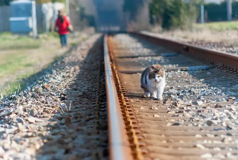 Branco e marrón-cat-on-tren-rail-durante-día tempo.jpg