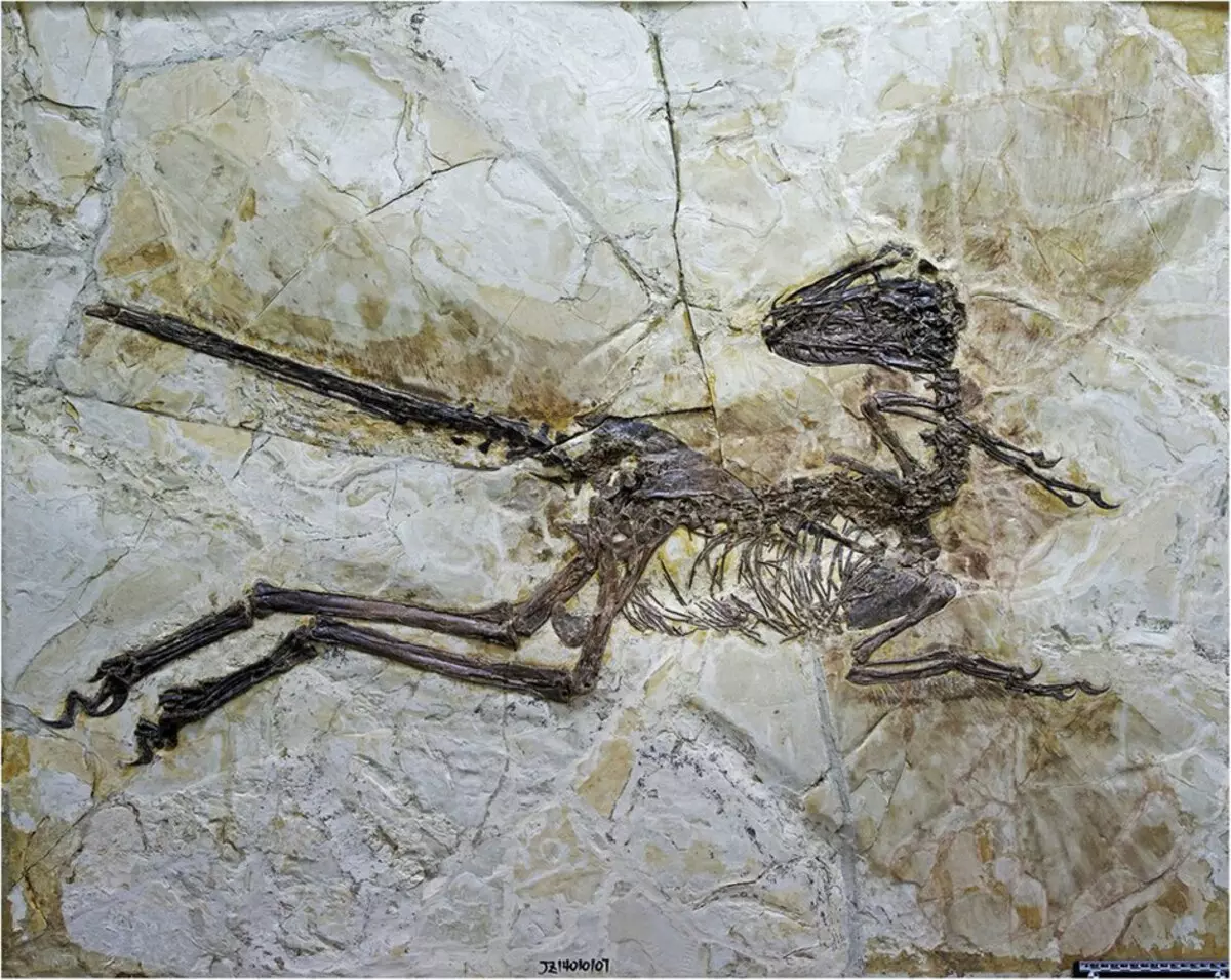 بقايا أكبر الديناصورات المجنحة وجدت في الصين