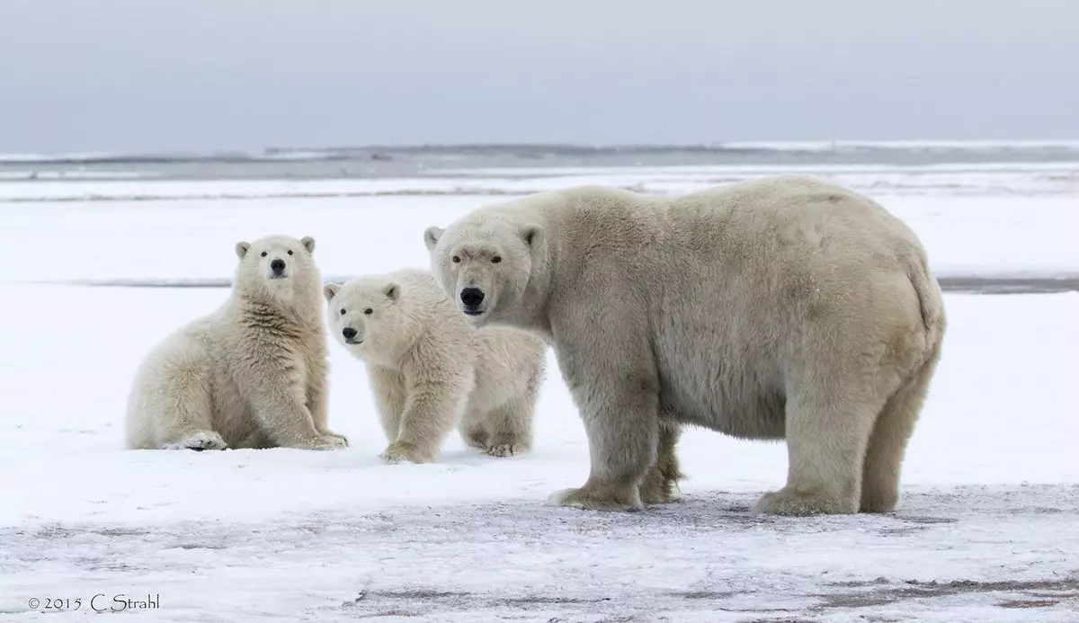 Kipengele cha kivutio: North Pole.