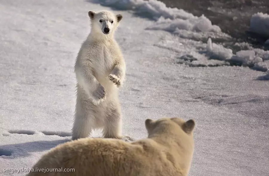 20110703_northpole_630.jpg。