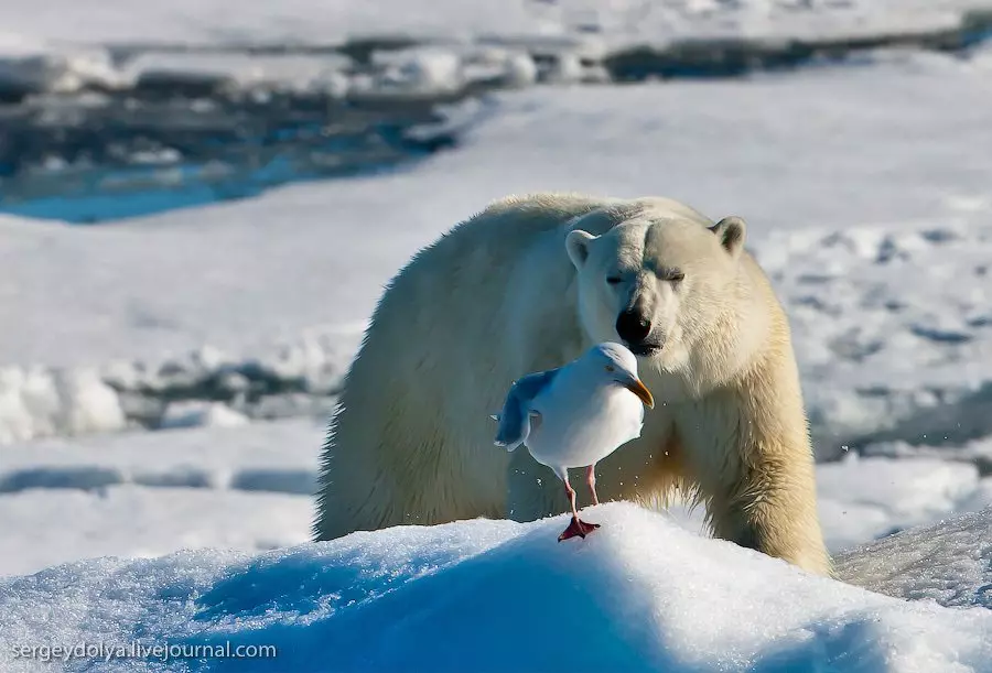 20110703_northpole_699.jpg。