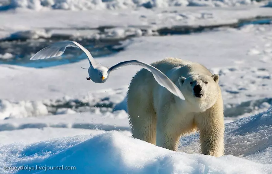 Ngo-20110703_northpole_700.jpg.