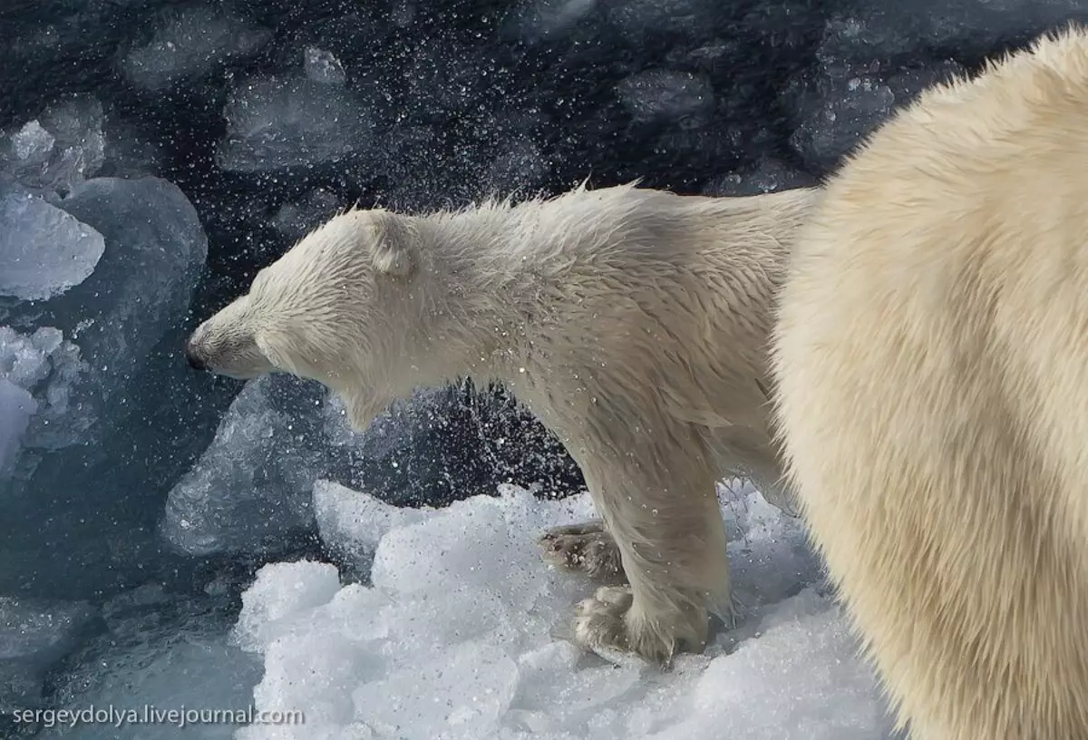 20110703_northpole_657.jpg।