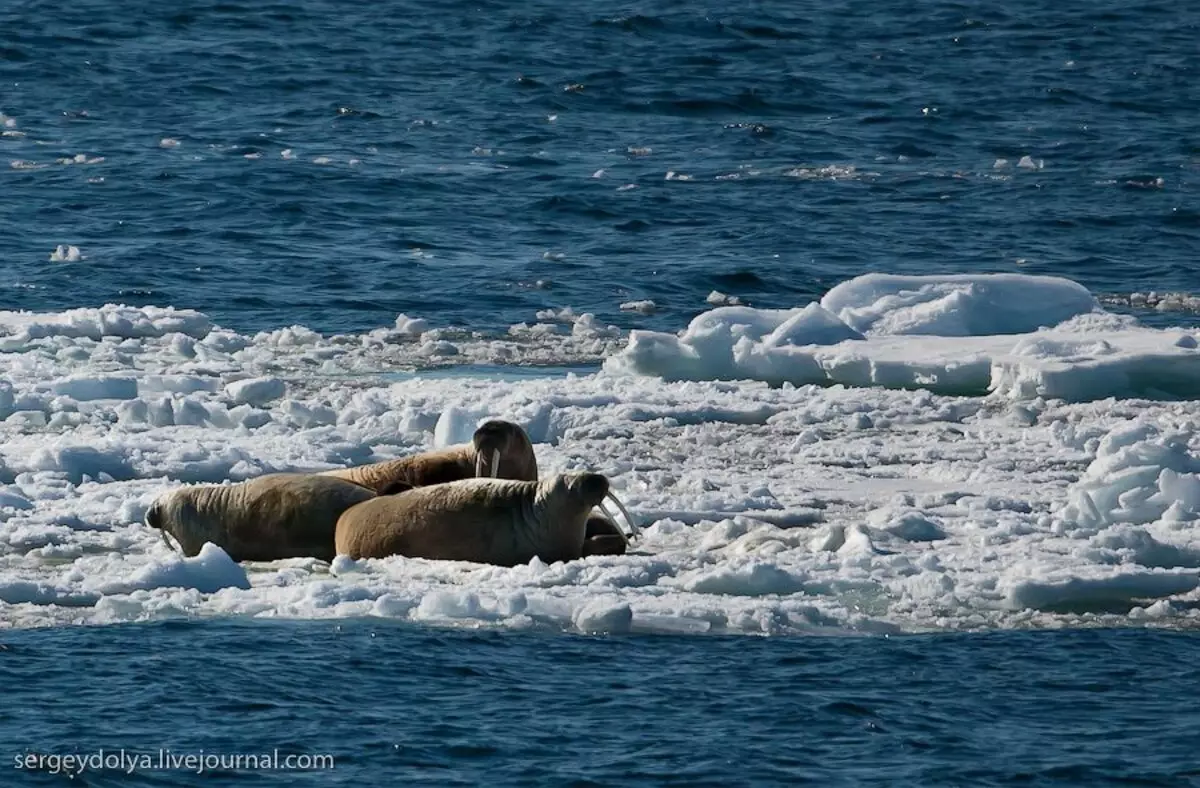 Ngo-20110626_northpole_200.jpg.