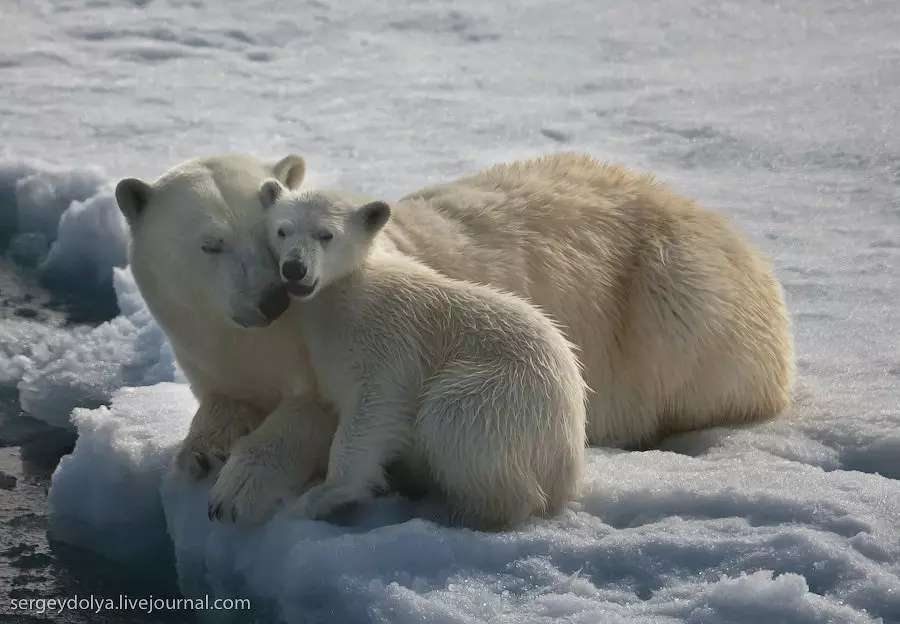 Ngo-20110703_northpole_668.jpg.