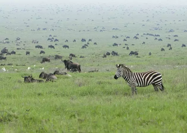 Taman Nasional Serengeti.