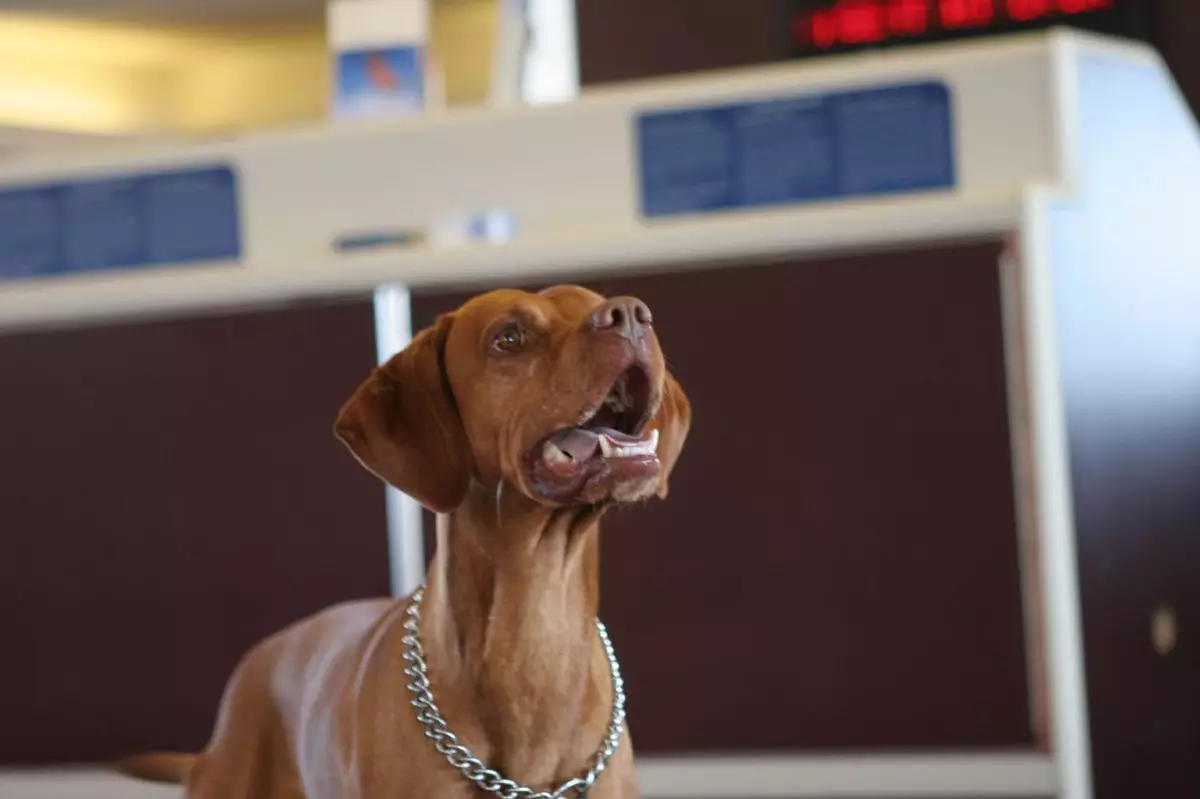 Cães no aeroporto de Roma detectarão pacientes com coronavírus pelo cheiro