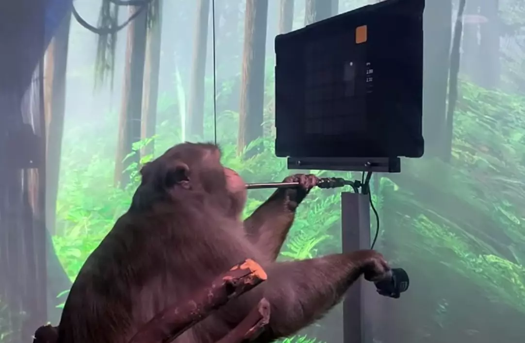 Opice hrá vo videohre si silu myslenia: video