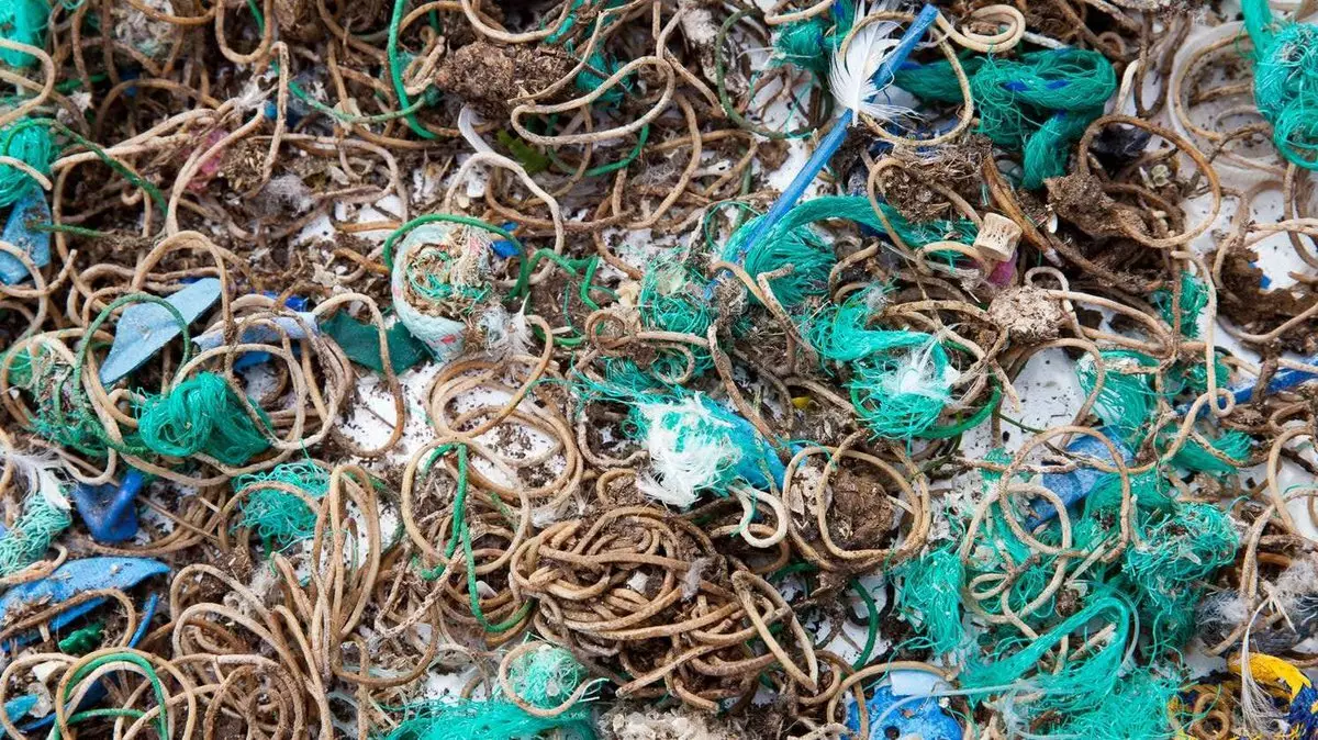 dieta di plastica: uccelli inglesi confusi gengive con i vermi