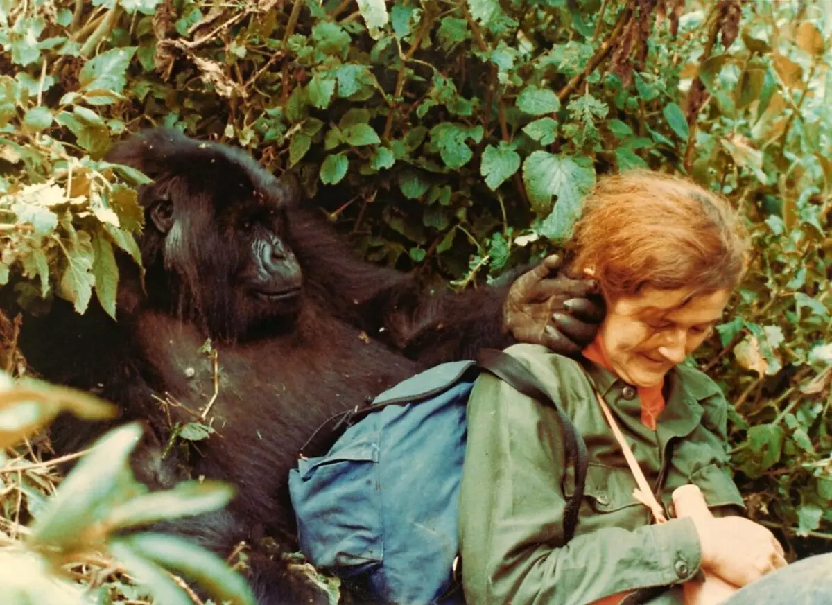 Dian Fossi: Kehidupan Antara Gorillas