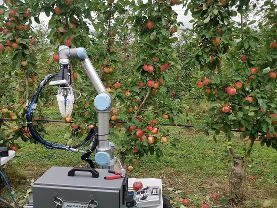 Како робот јабука ради у Аустралији: Видео