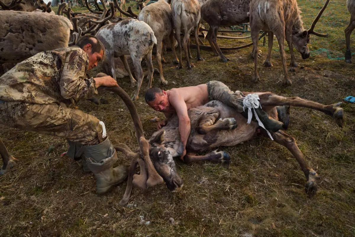 Olenevode ir dujotiekis: Yamal Nomados pokyčių eroje