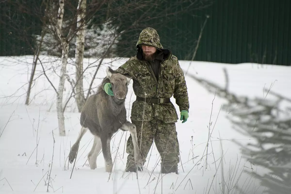 med elk1.jpg.