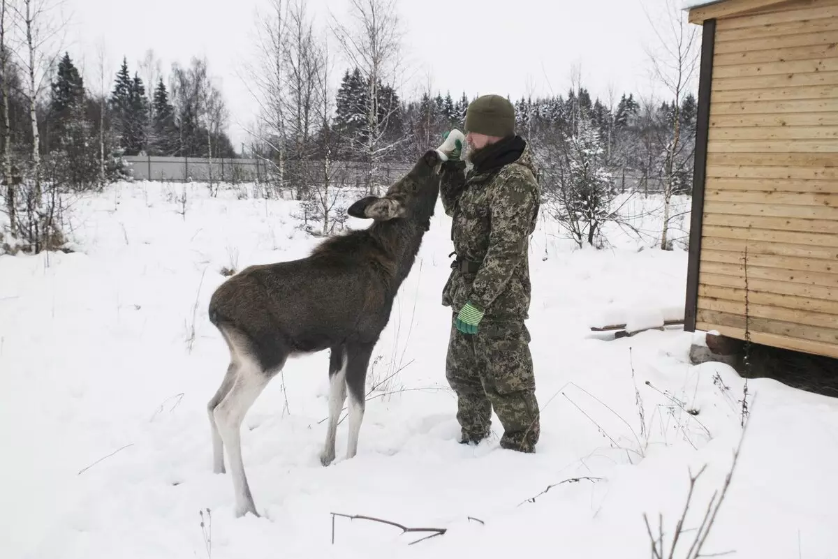 напуває лося.jpg