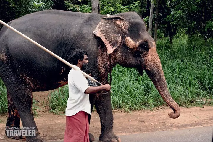 Sri Lanka: Lion payı