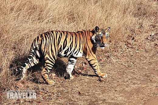 વાઇલ્ડ વર્લ્ડ: ભારત