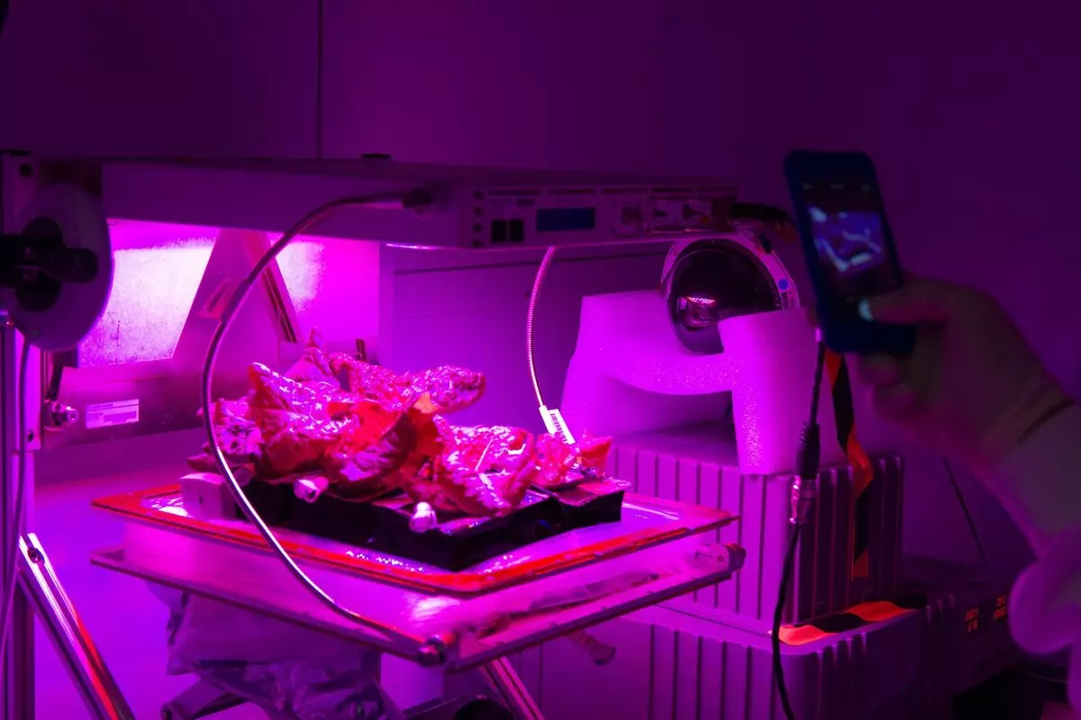 Les astronautes pour la première fois vont manger la salade d'espace