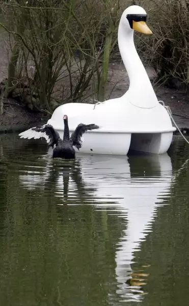 Cisne e catamarã.