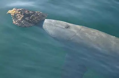 Burete de mare pentru a ajuta Dolphin