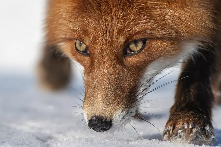 Exposició "Kamchatka. Mundial explicativa "a Petropavlovsk-Kamchatsky