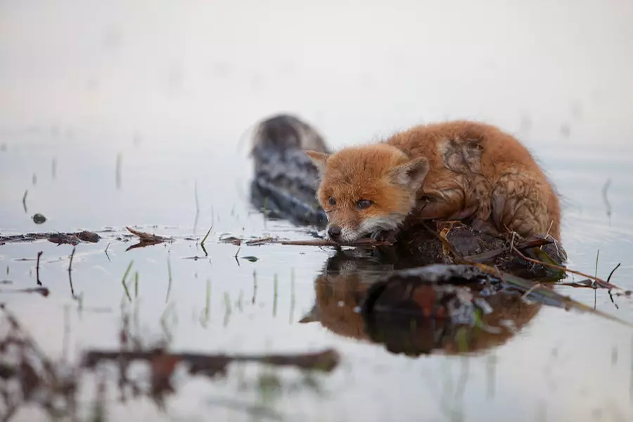 Otorgando a los finalistas de la competencia "Fauna de Rusia"